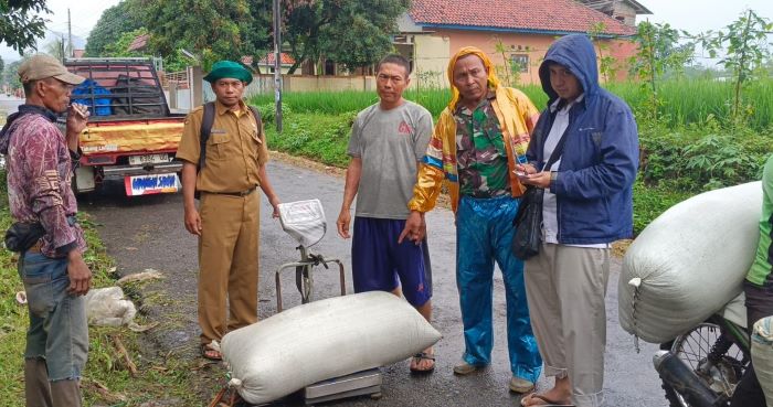 Bulog Jemput Gabah Petani di Pekalongan, Harga Rp 6.500 Perkilogram