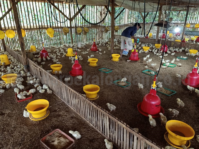 Peternak Ayam Gulung Tikar